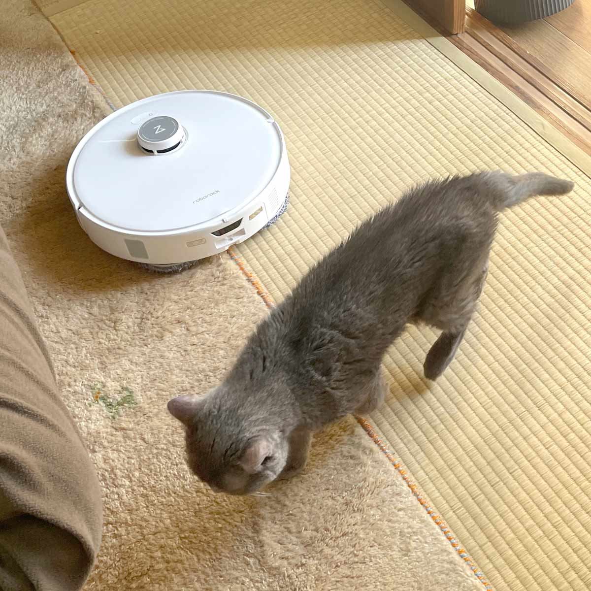 高段差を越えて猫を静かに回避! 「最高級ロボット掃除機」は 高段差を越えて猫を静かに回避! 「最高級ロボット掃除機」は